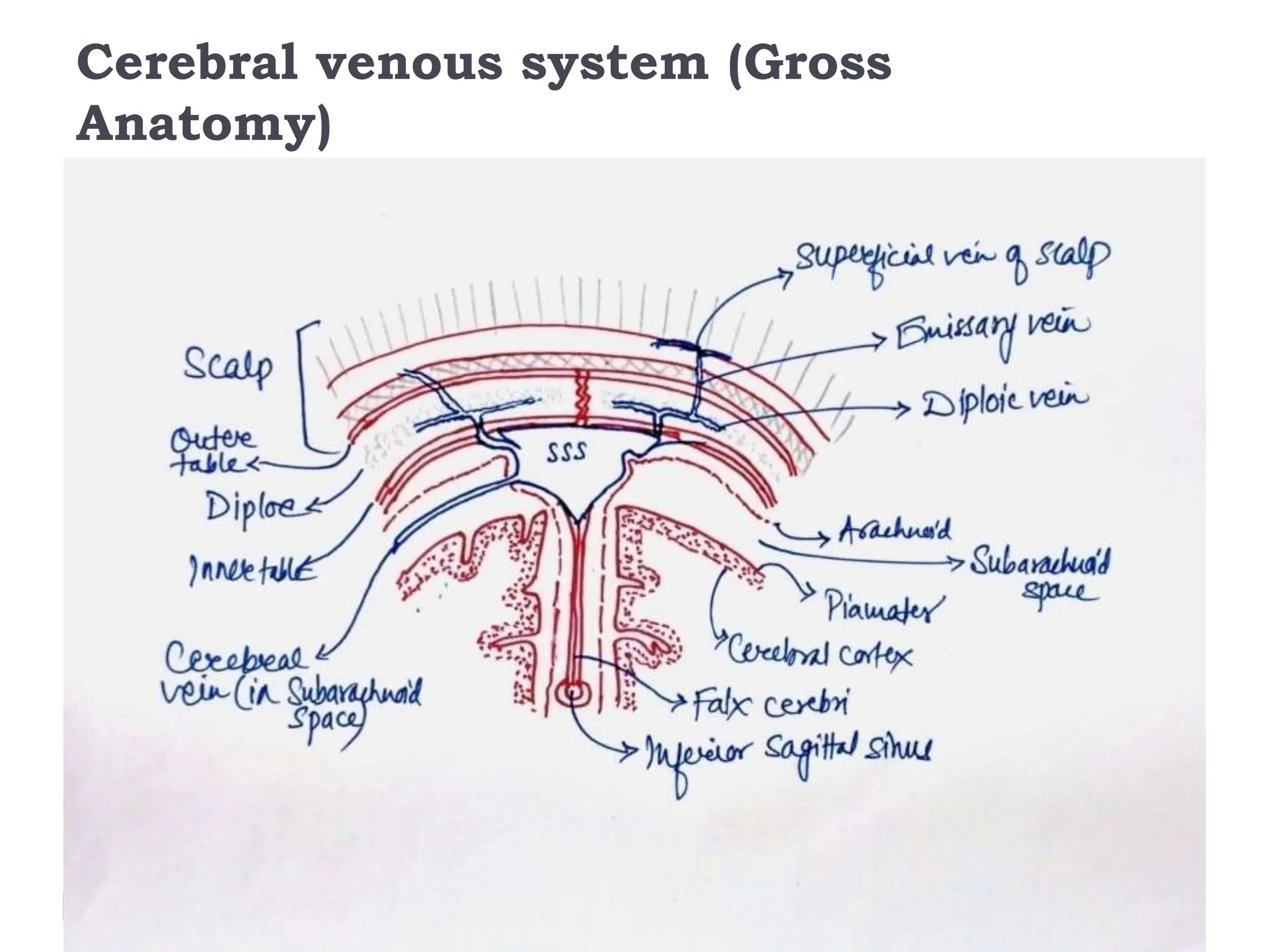 Venous Drainage of the Brain Presentation pptx | PPTX