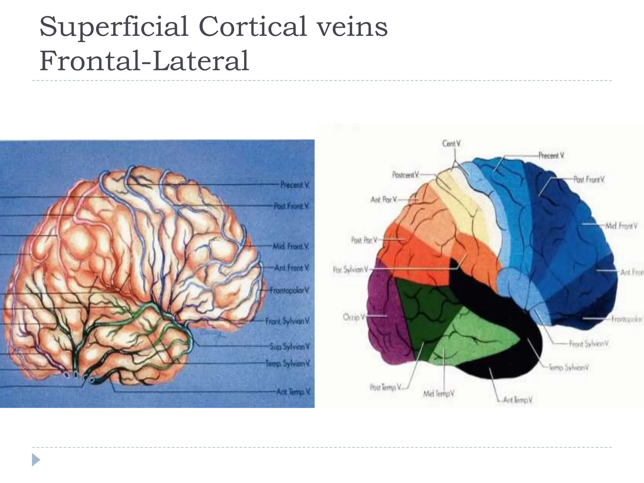 Venous Drainage of the Brain Presentation pptx | PPTX