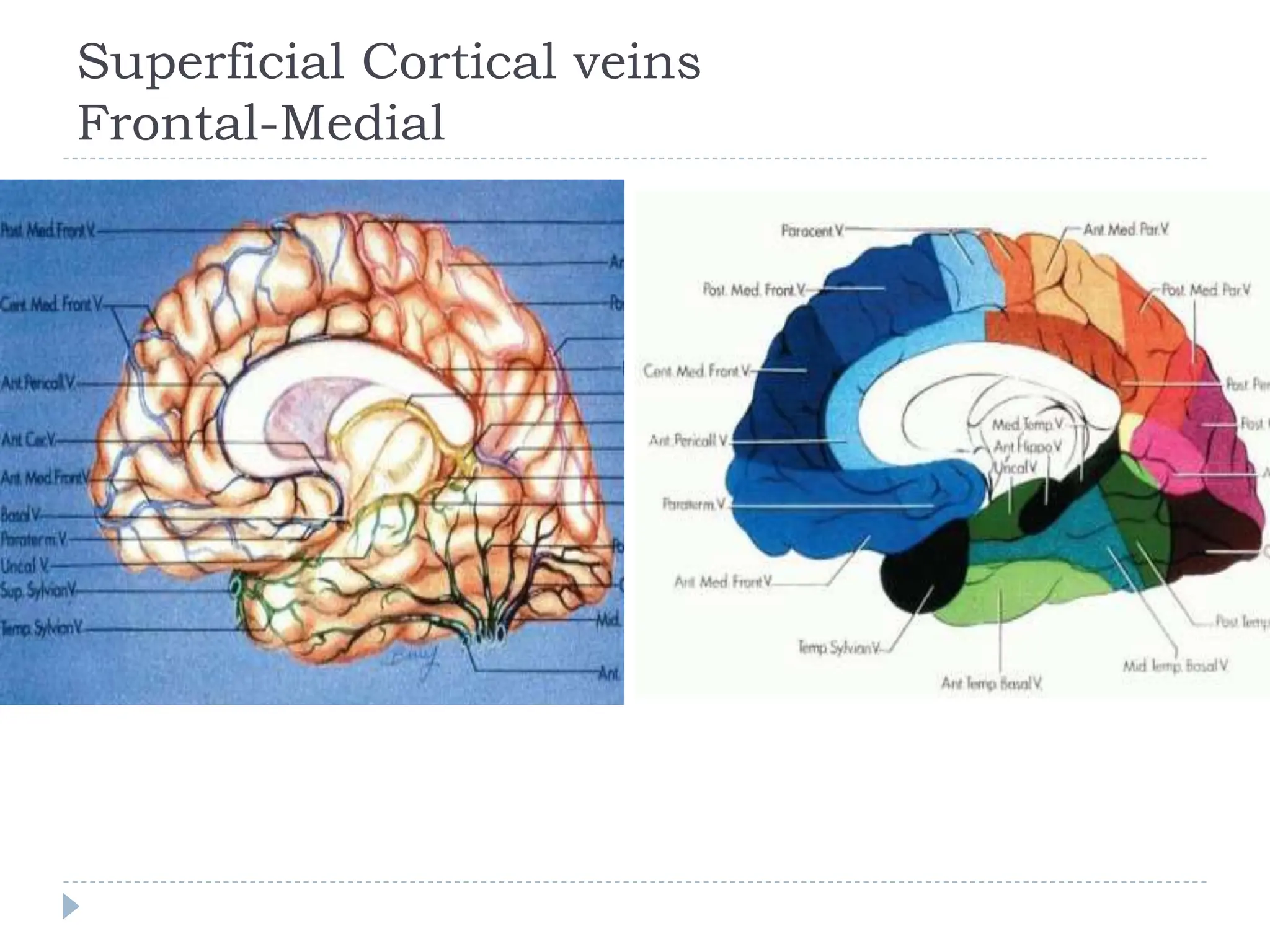 Venous Drainage of the Brain Presentation pptx | PPTX