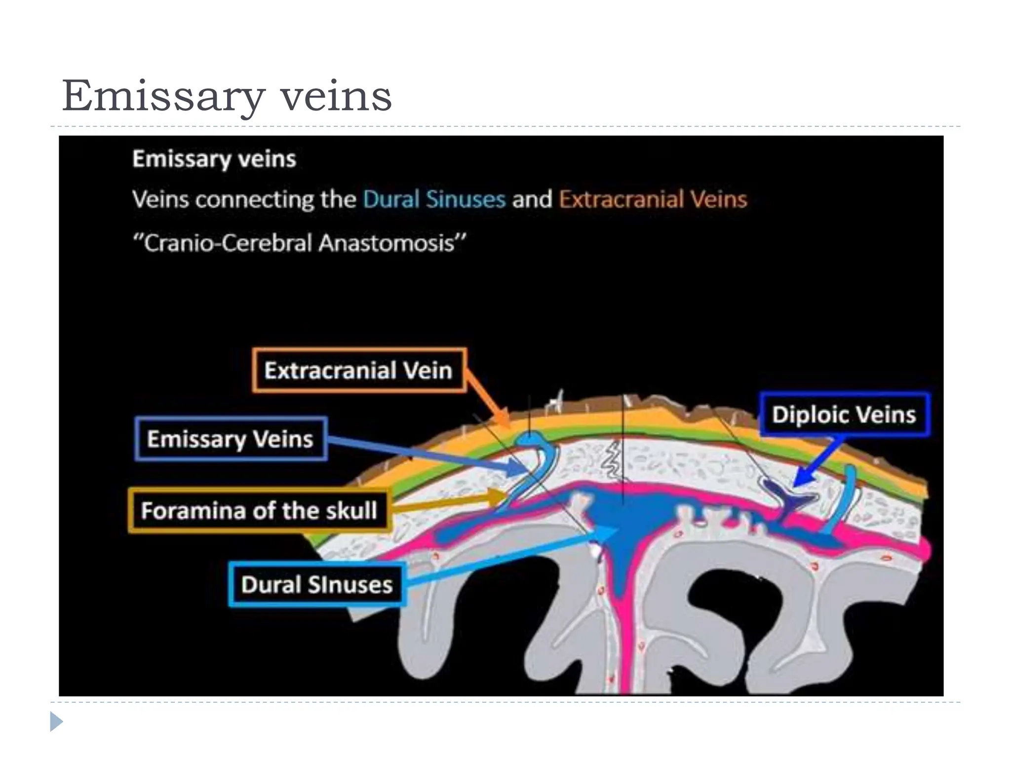 Venous Drainage of the Brain Presentation pptx | PPTX