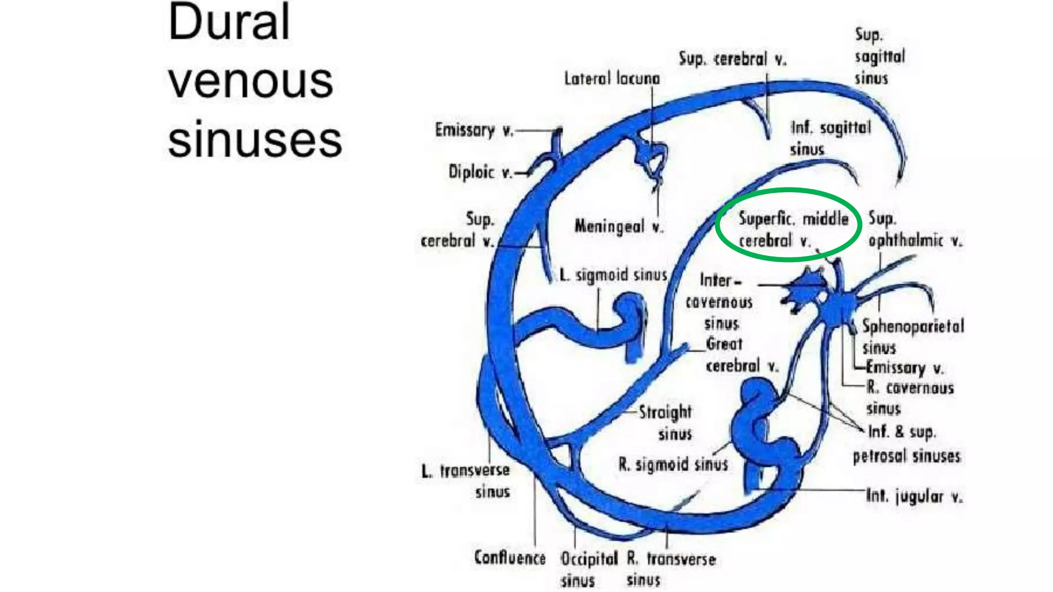 Venous drainage system of brain - Dr Sameep Koshti (Consultant ...