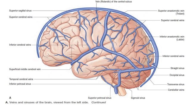 Venous drainage system of brain - Dr Sameep Koshti (Consultant ...