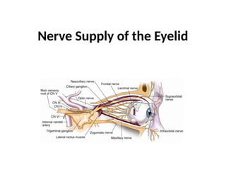 venous,lymphatic drainage of eye and nervesupplyofeyelid.pptx