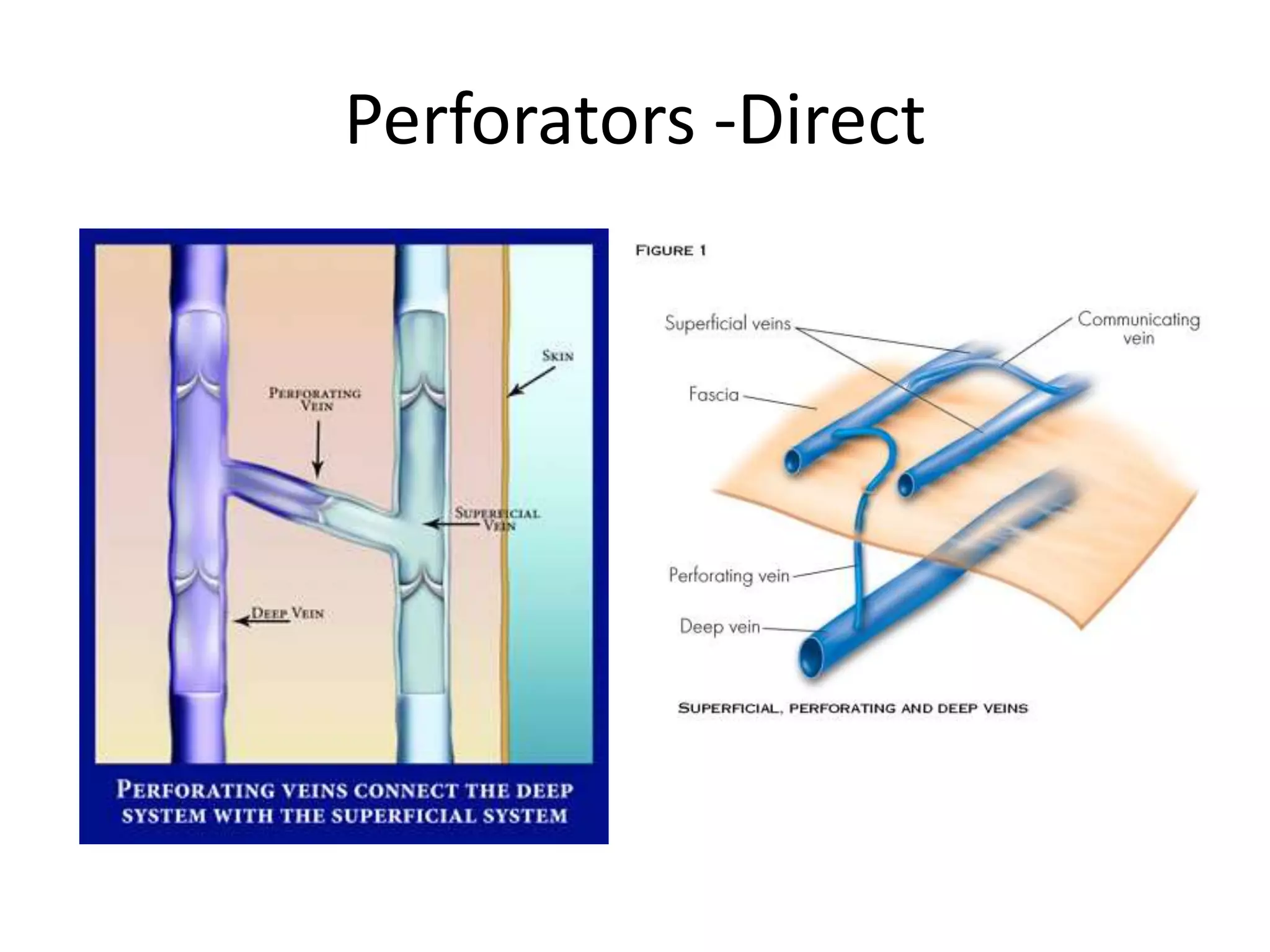 Venous lymphatic drainage of lower limb | PPTX