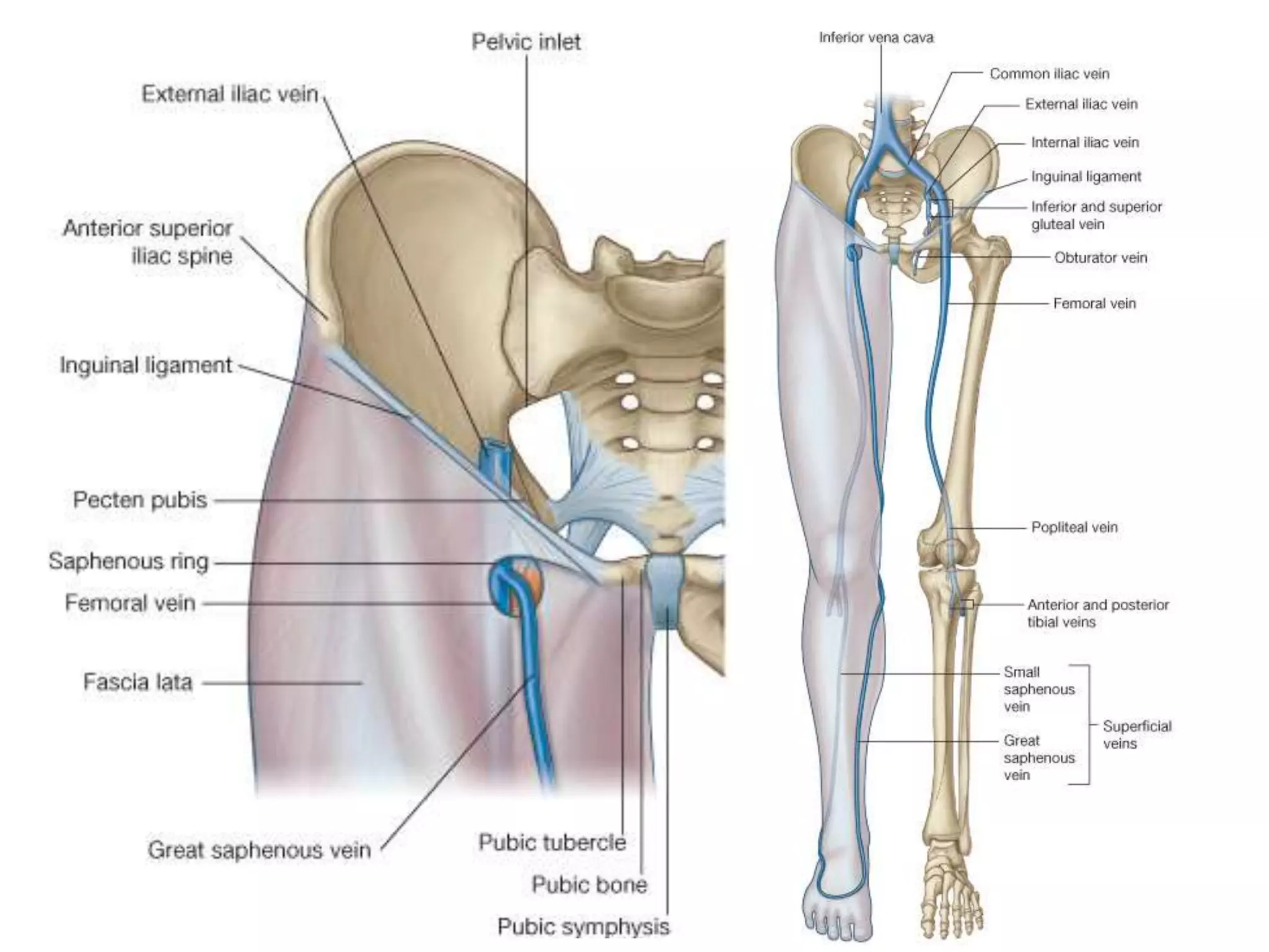 Venous lymphatic drainage of lower limb | PPTX