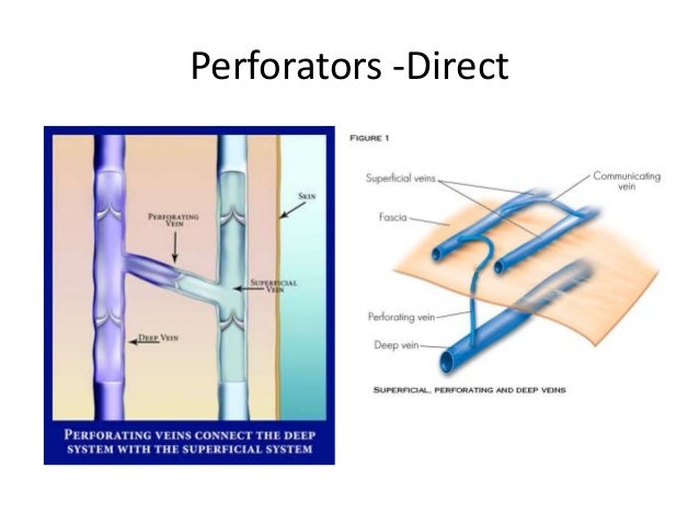 Venous lymphatic drainage of lower limb