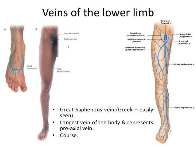 Venous lymphatic drainage of lower limb