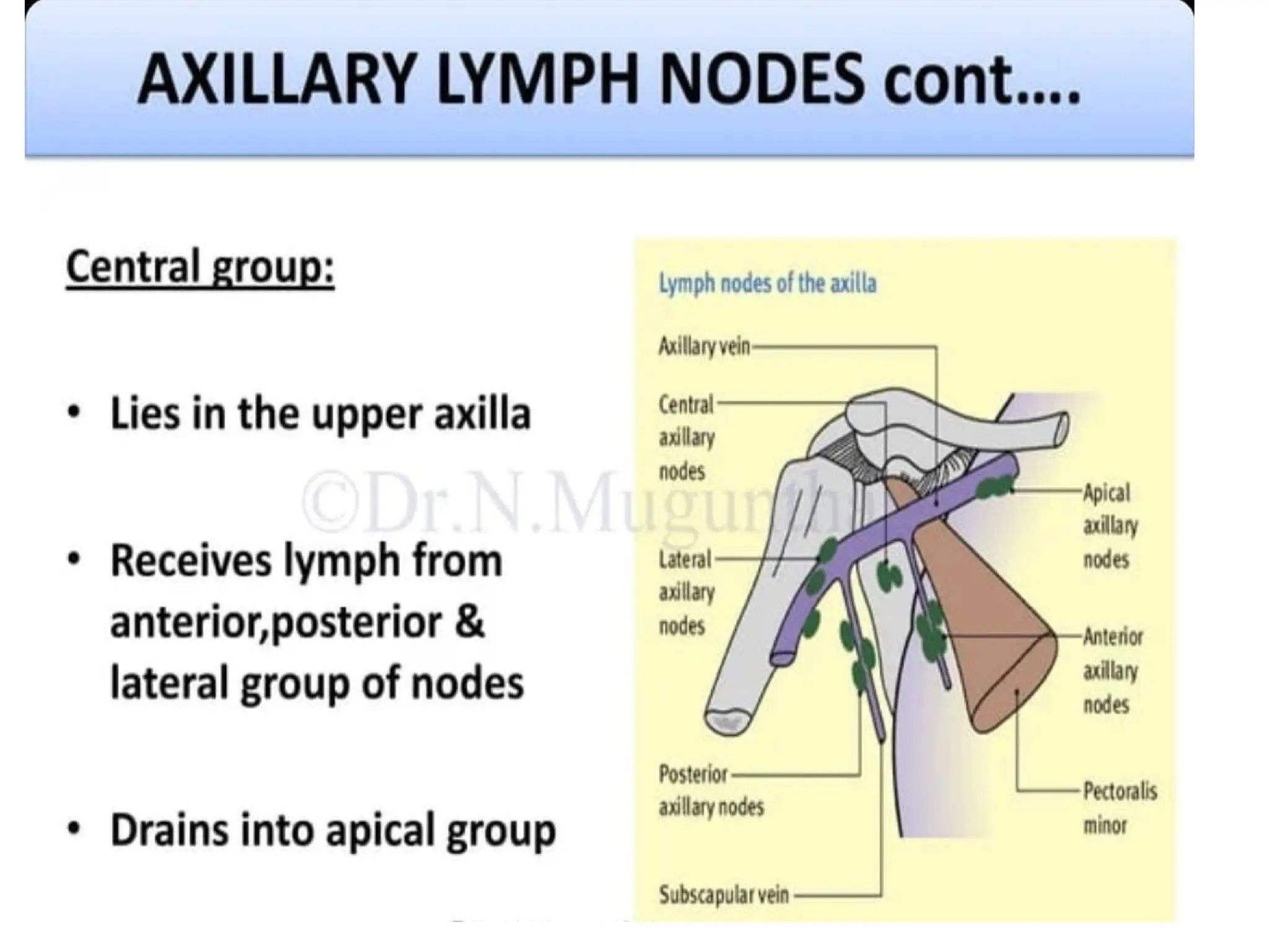 Venous & Lymphatic drainage of ul.pptx amd you can download it | PPT