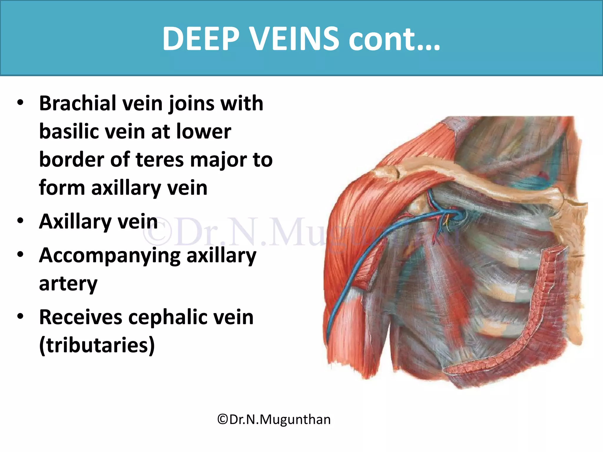 Venous &lymphatic drainage of upper limb Dr.N.Mugunthan | PDF