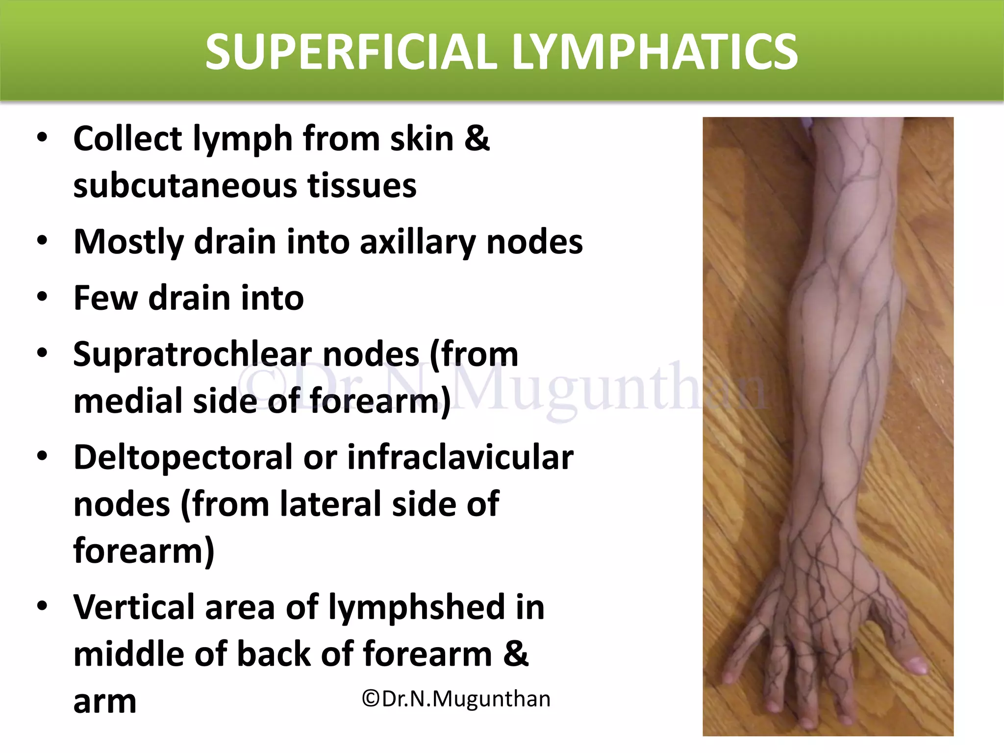 Venous &lymphatic drainage of upper limb Dr.N.Mugunthan | PDF