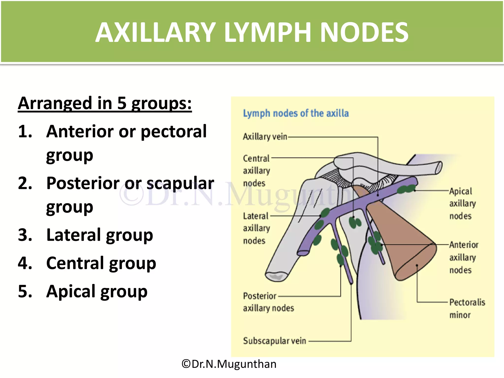 Venous &lymphatic drainage of upper limb Dr.N.Mugunthan | PDF