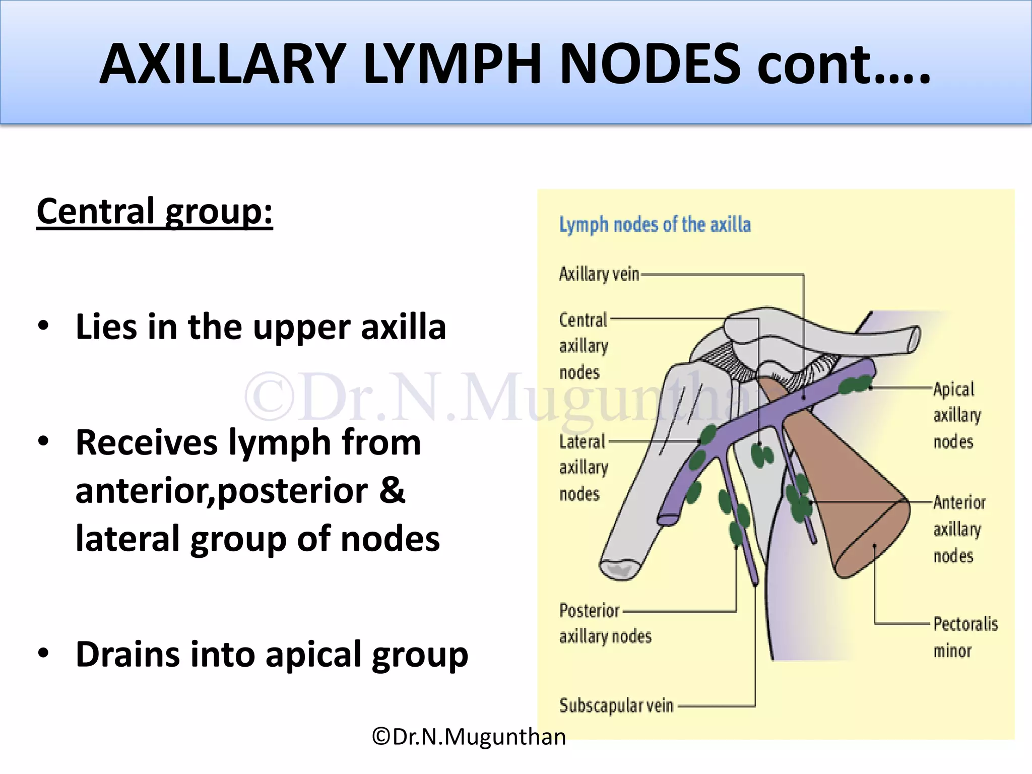 Venous &lymphatic drainage of upper limb Dr.N.Mugunthan | PDF
