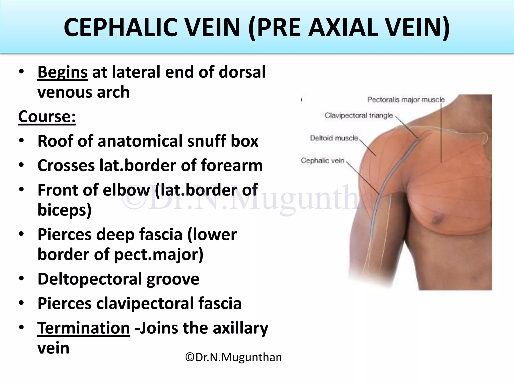 Venous &lymphatic drainage of upper limb Dr.N.Mugunthan | PDF