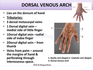 Dorsal Venous Arch Hand