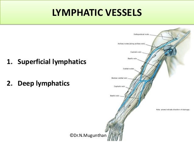 Supratrochlear Lymph Nodes