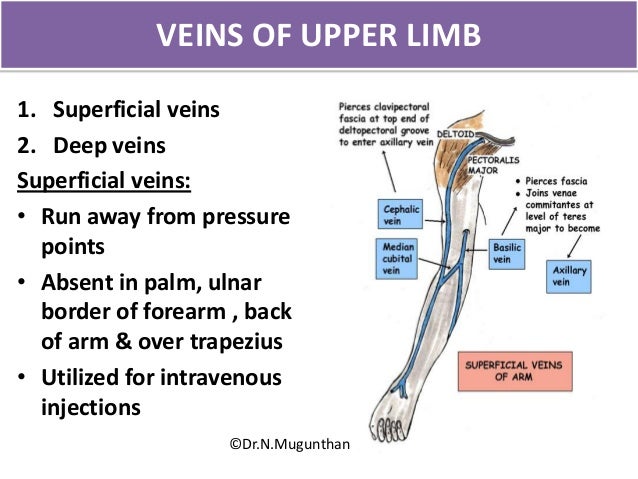Drainage Of Upper Limb – Upper limb injury Notes: Diagrams ...