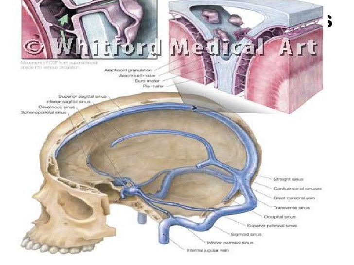 Venous sinuses