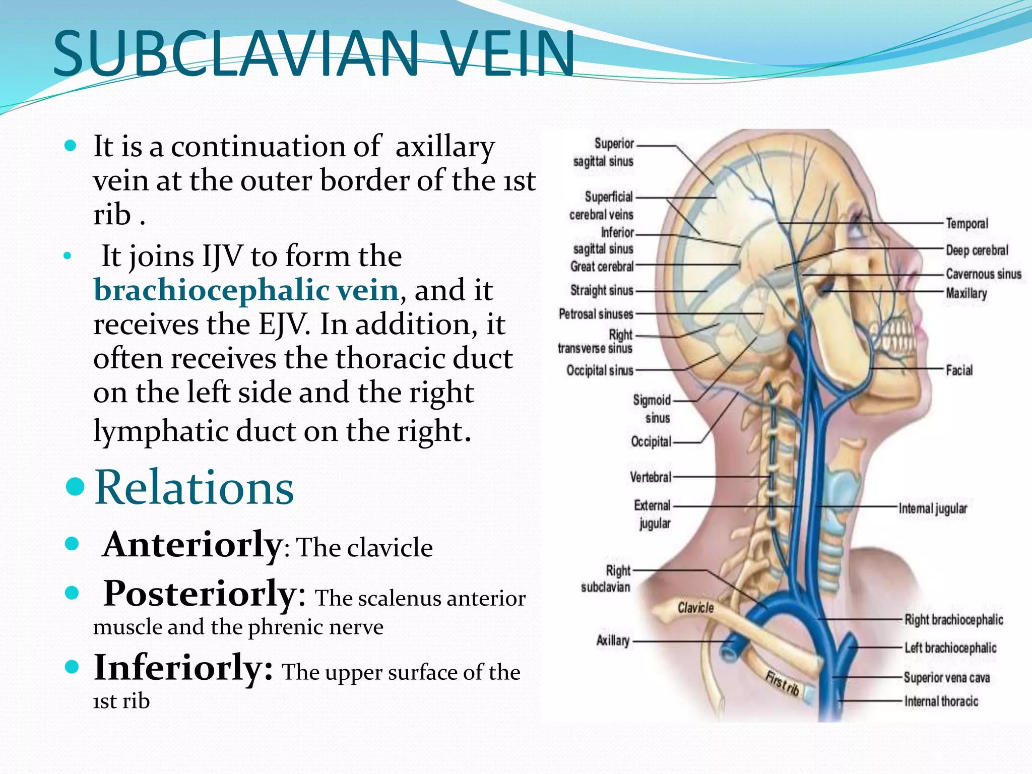 Venous supply of head, neck and face | PPTX