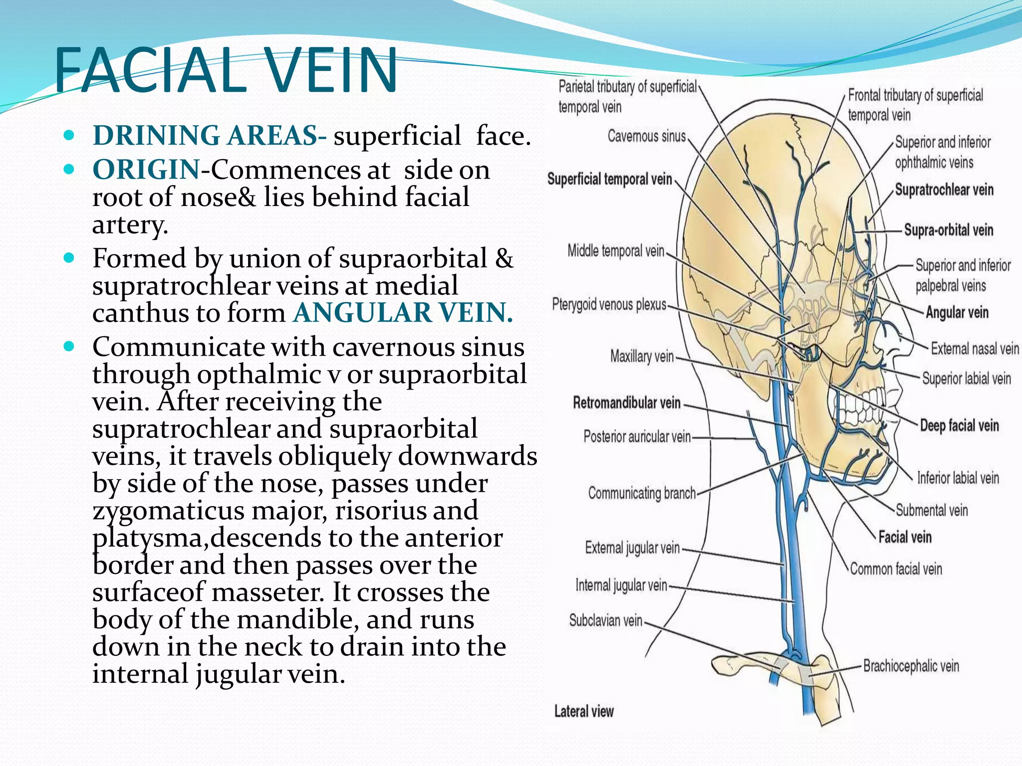 Venous supply of head, neck and face | PPTX