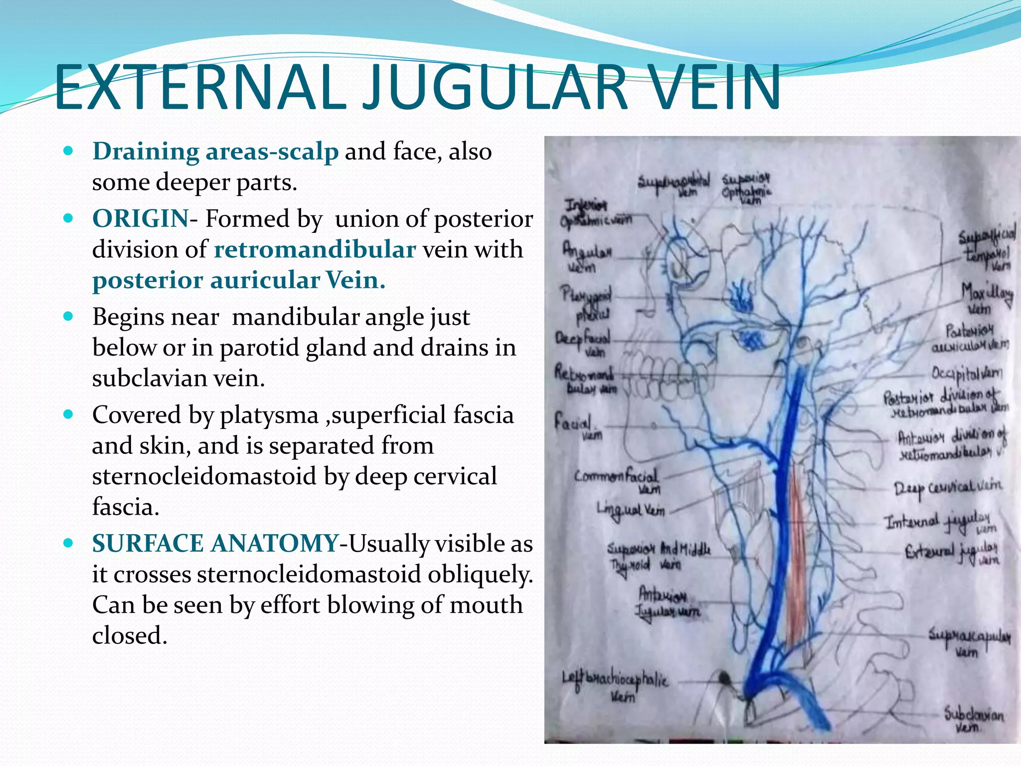 Venous supply of head, neck and face | PPTX
