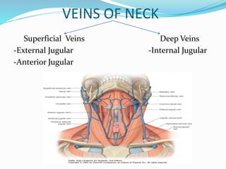 Venous supply of head, neck and face | PPTX