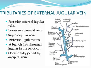 Venous supply of head, neck and face | PPTX