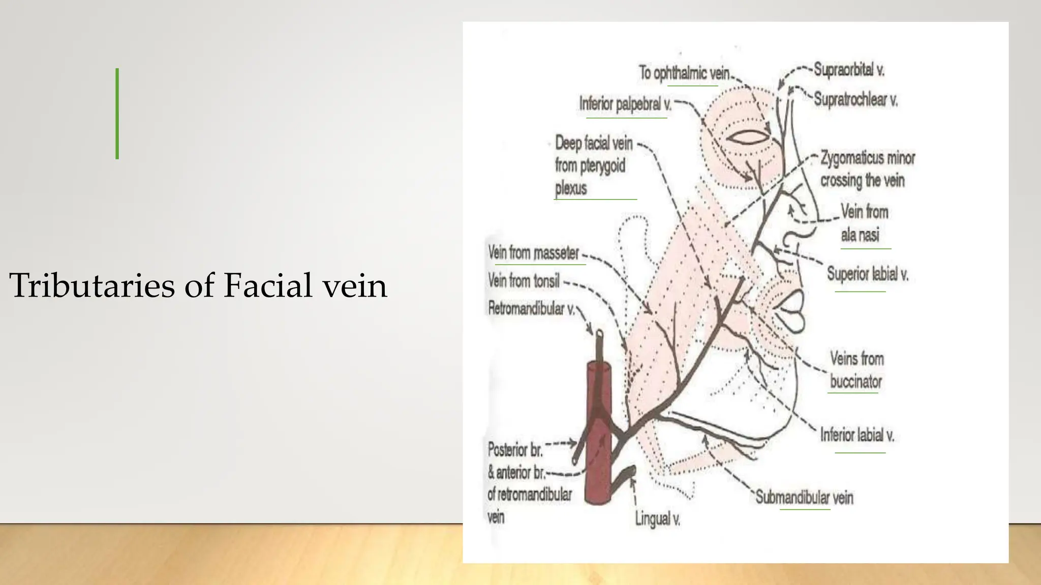 Venous Supply of head, neck and face.pptx