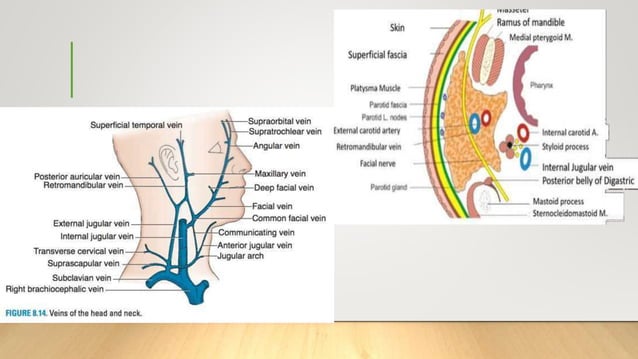 Venous Supply of head, neck and face.pptx