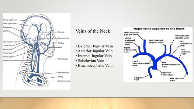 Venous Supply of head, neck and face.pptx
