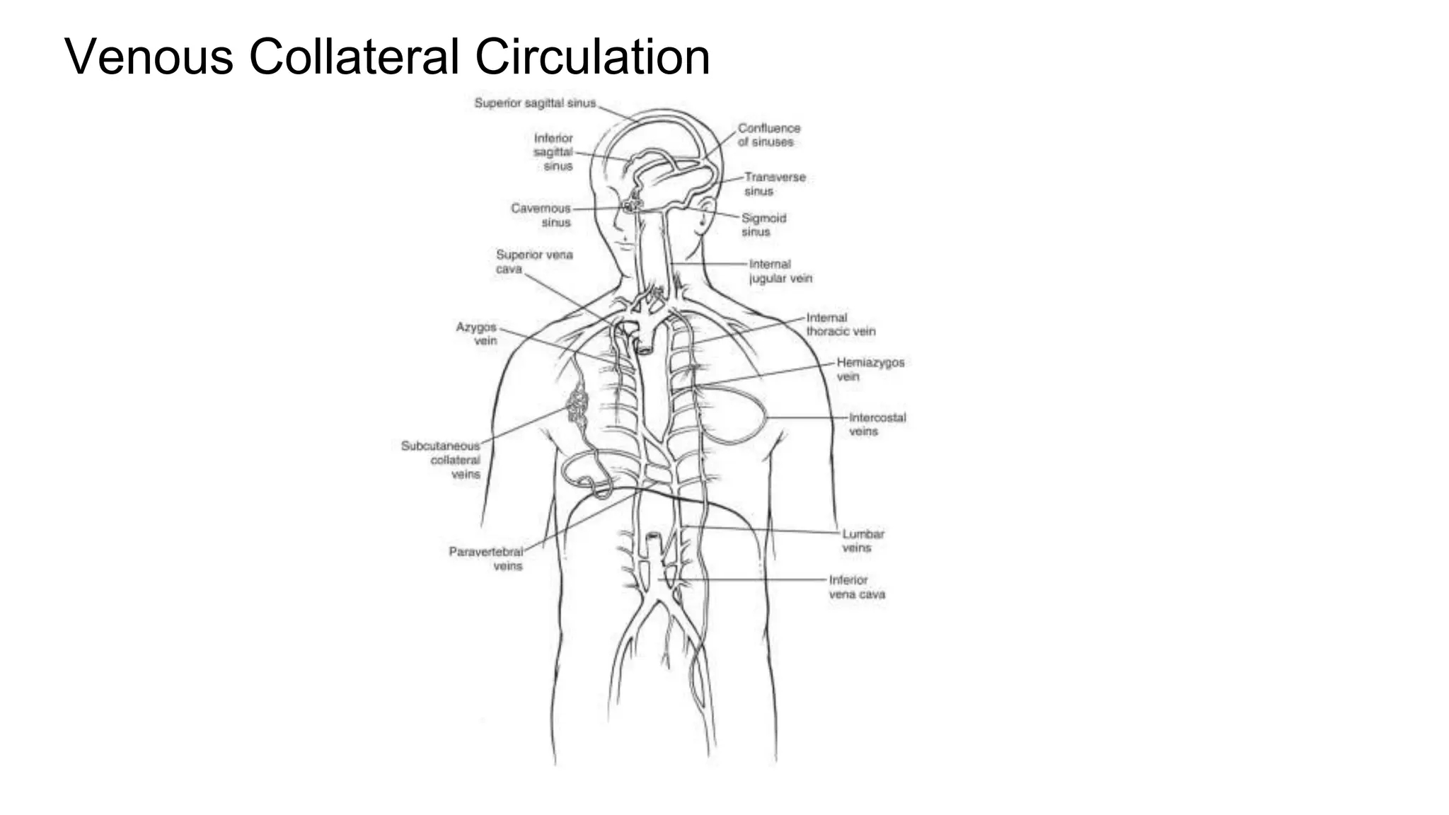venous system and venovenous collaterals.pptx