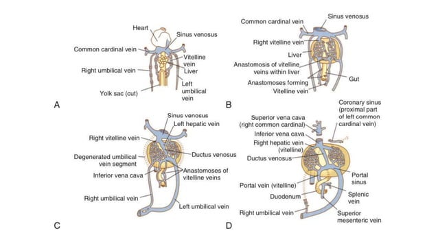 venous system and venovenous collaterals.pptx