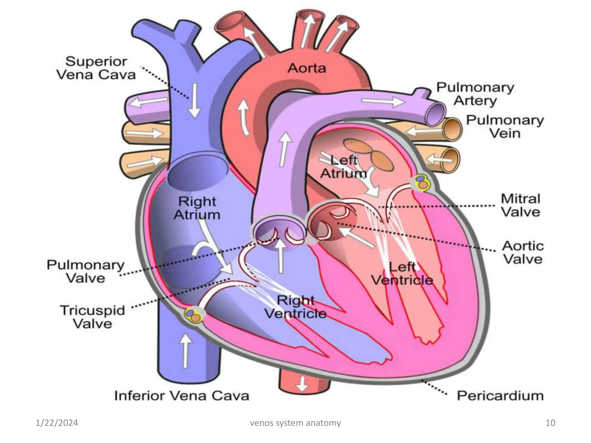 Venous system anatomy perfusionist lect.pptx