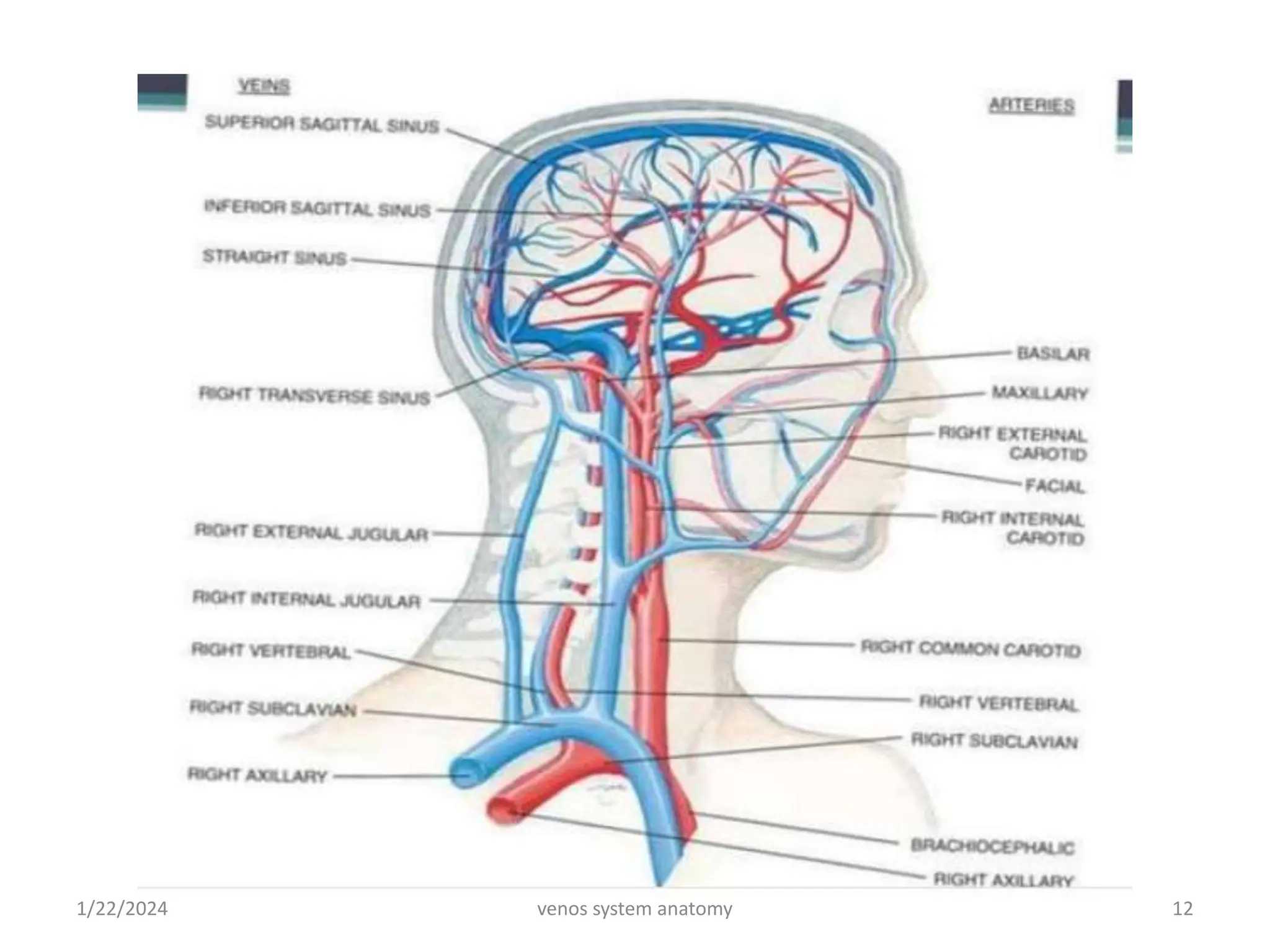 Venous system anatomy perfusionist lect.pptx