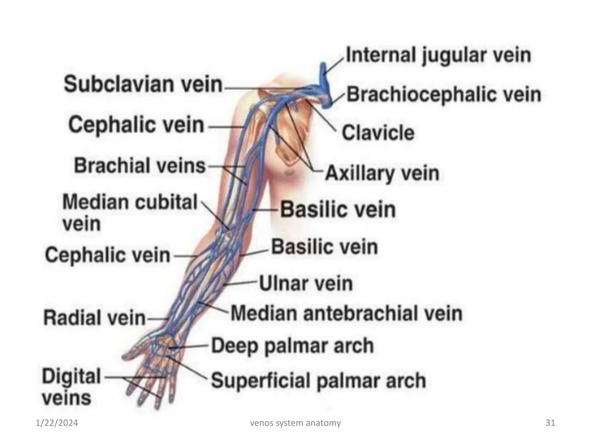 Venous system anatomy perfusionist lect.pptx