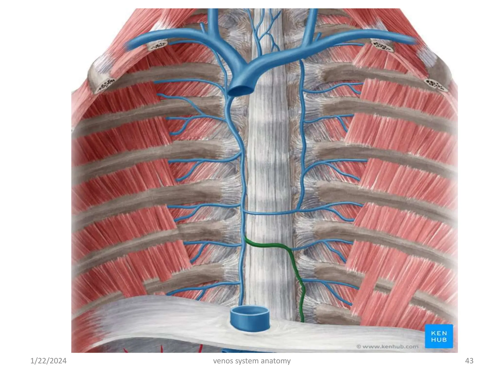Venous system anatomy perfusionist lect.pptx