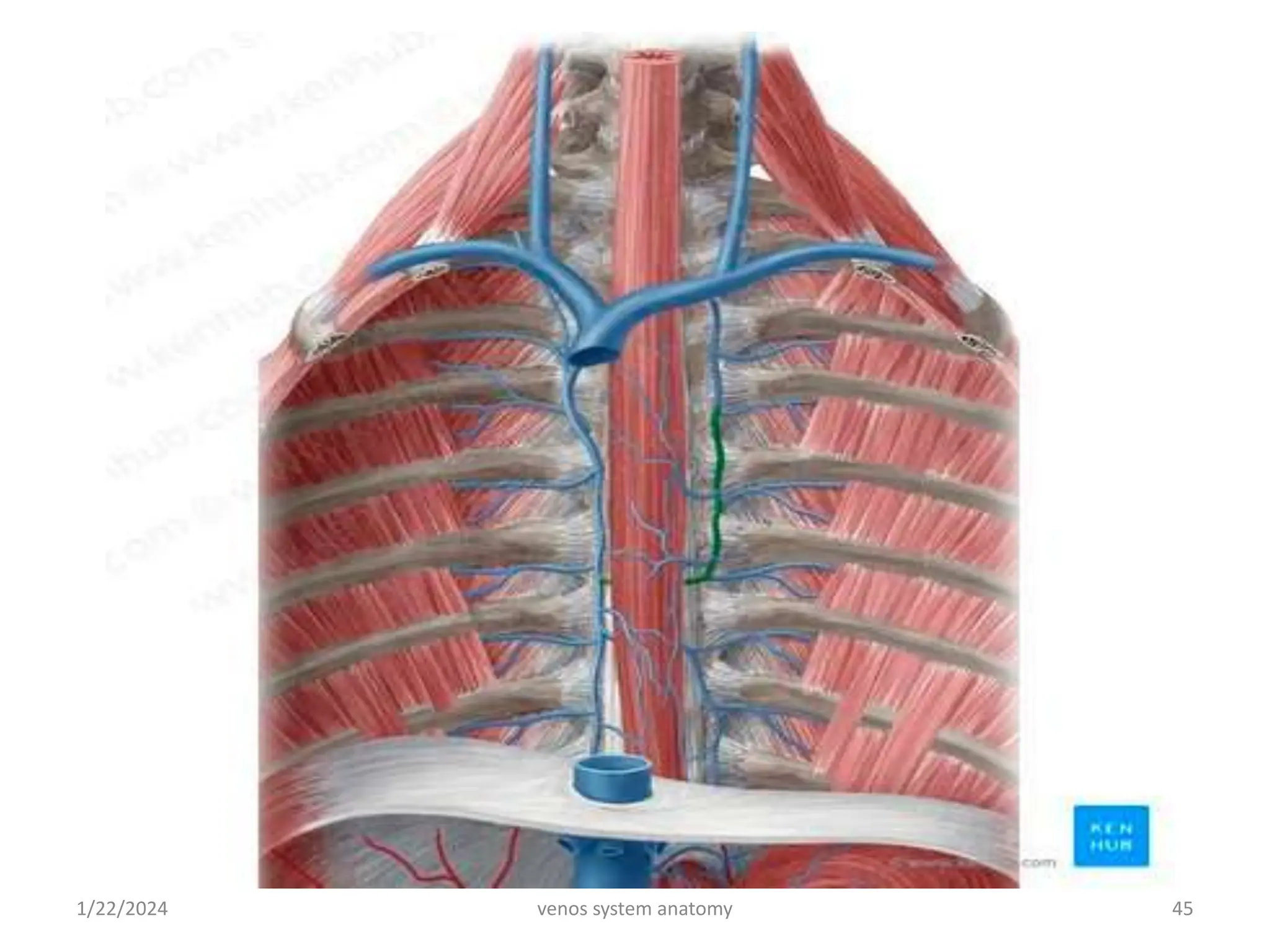 Venous system anatomy perfusionist lect.pptx