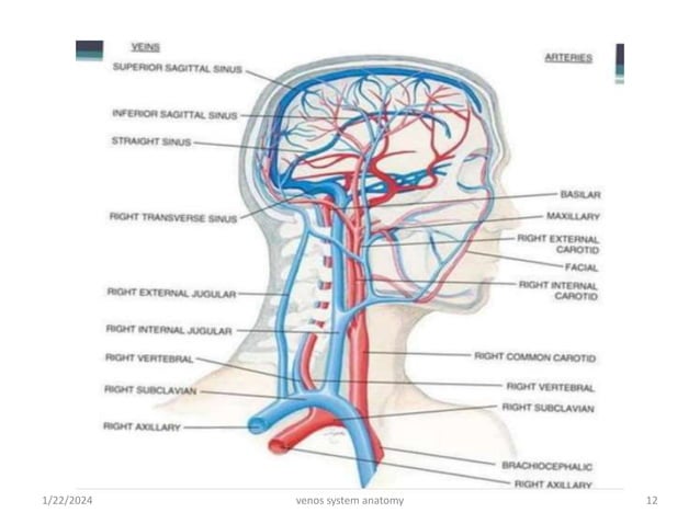 Venous system anatomy perfusionist lect.pptx