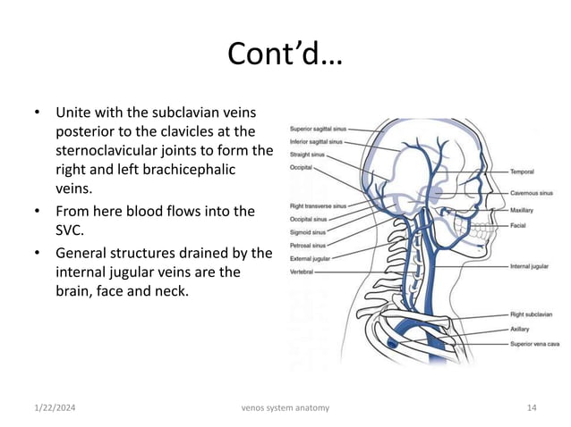 Venous system anatomy perfusionist lect.pptx