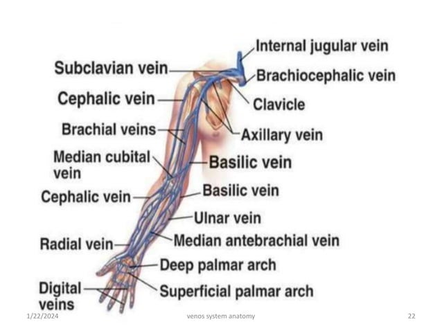 Venous system anatomy perfusionist lect.pptx