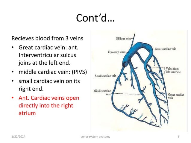 Venous system anatomy perfusionist lect.pptx