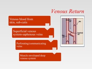 Venous Ulcer Diagram