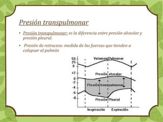 Ventilación pulmonar | PPTX