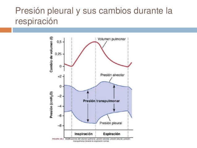 Ventilación pulmonar