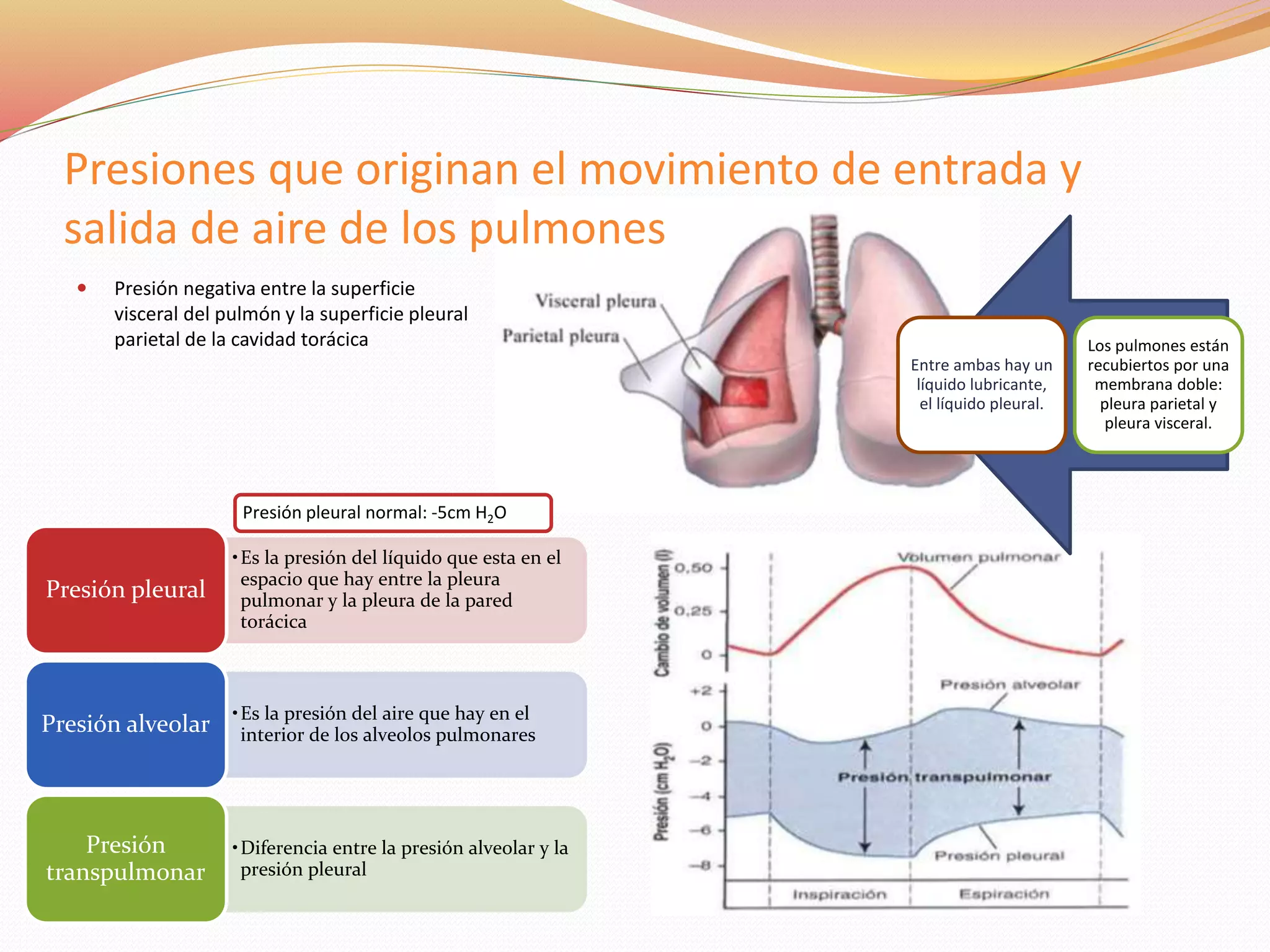 FISIOLOGIA II - Ventilacion Pulmonar | PPTX