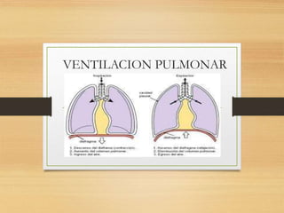 FISIOLOGIA II - Ventilacion Pulmonar | PPTX
