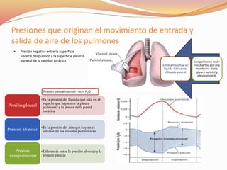 FISIOLOGIA II - Ventilacion Pulmonar | PPTX