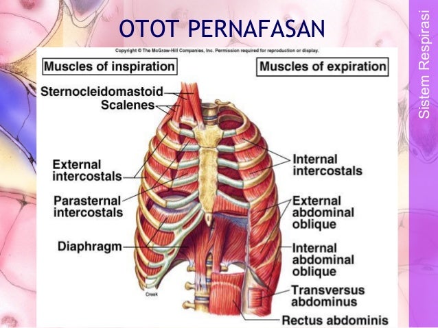 Ventilasi, perfusi & difusi ok