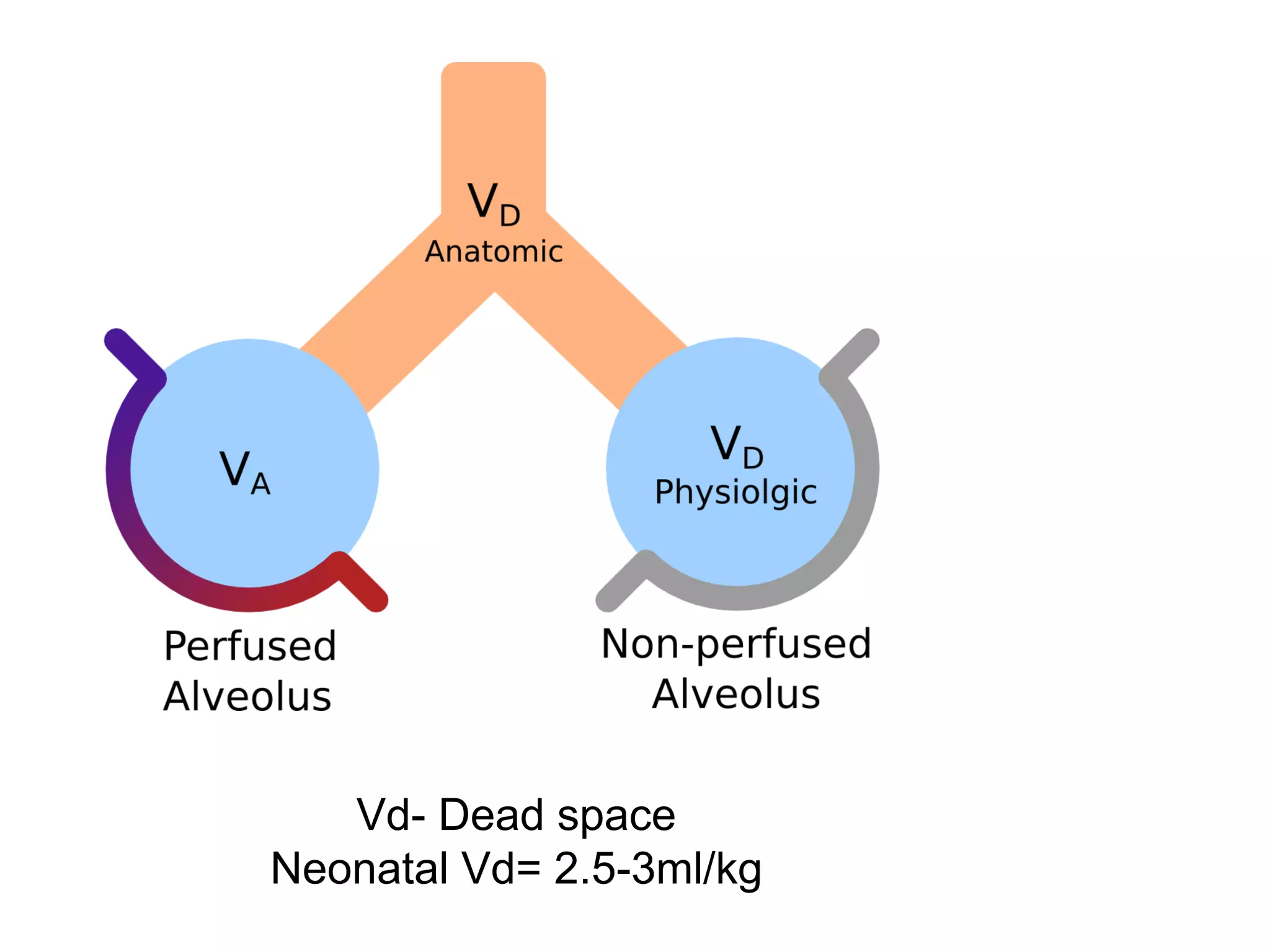 Ventilation | PPTX | Lung and Respiratory Health | Diseases and Conditions