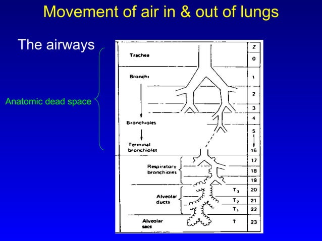 Pneumology - Ventilation physiology-and-work-of-breathing | PPT