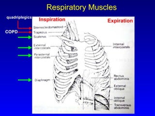 Pneumology - Ventilation physiology-and-work-of-breathing | PDF